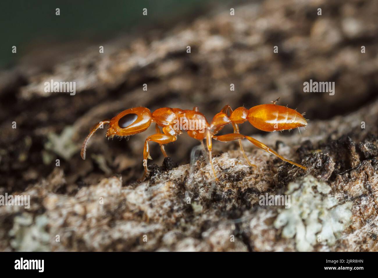 A Pallid Twig Ant (Pseudomyrmex pallidus) worker forages on the side of ...