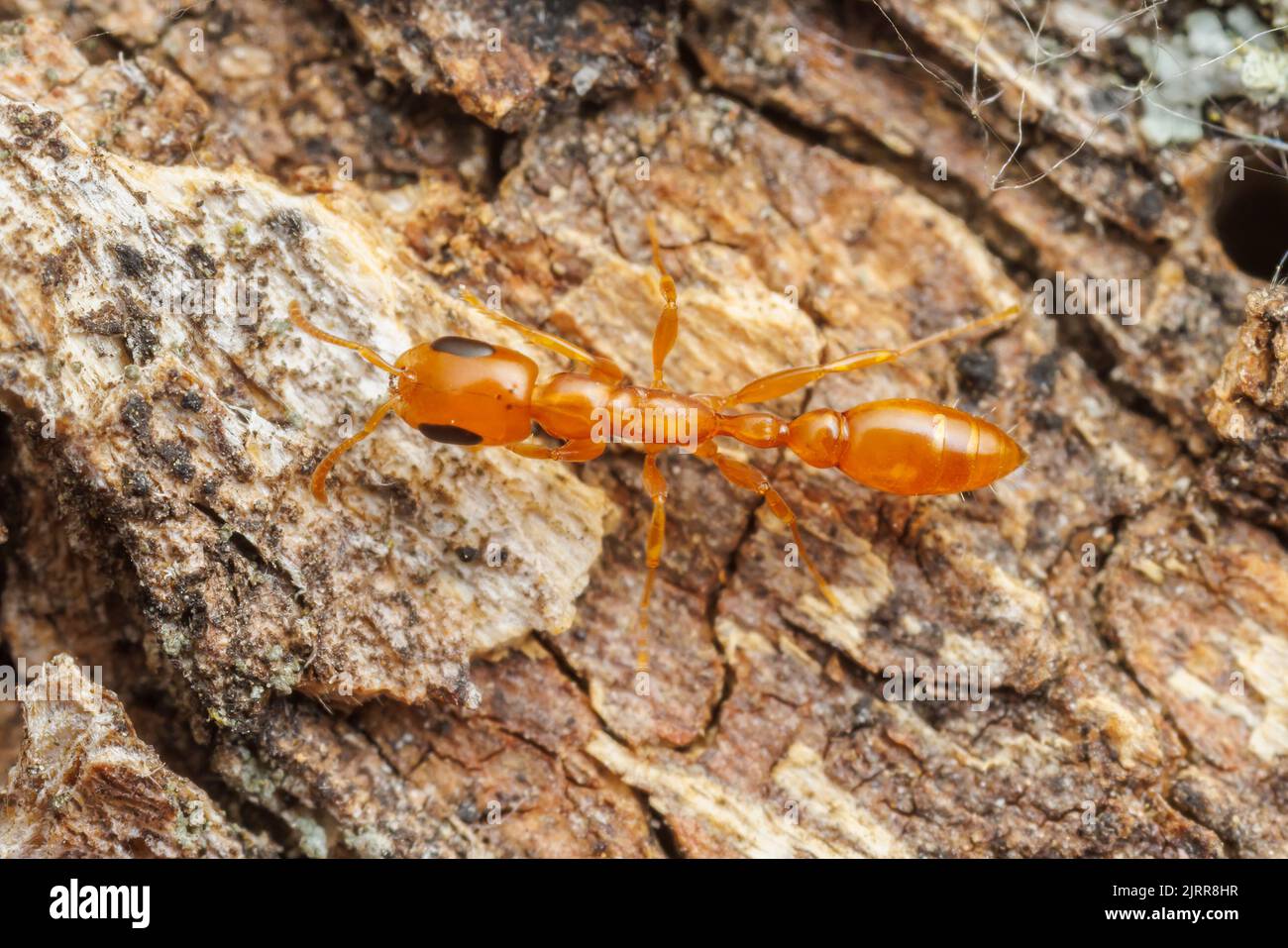 A Pallid Twig Ant (Pseudomyrmex pallidus) worker forages on the side of ...