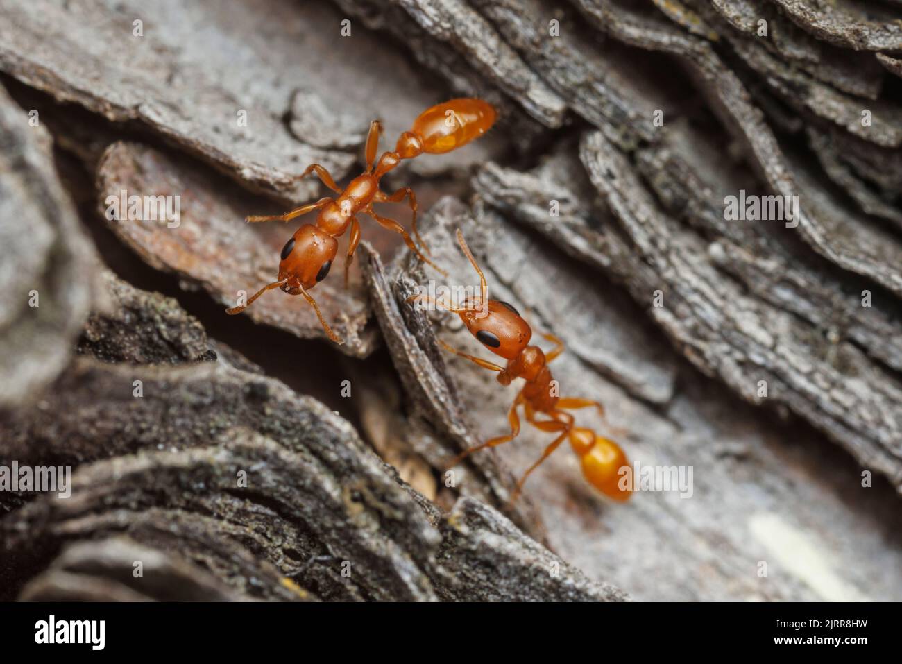 Apache Twig Ants (Pseudomyrmex apache) intereact while foraging Stock ...