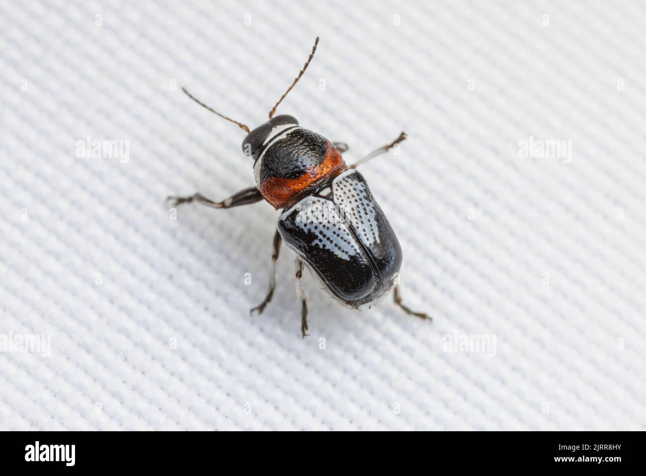 Case-bearing Leaf Beetle (Griburius montezuma Stock Photo - Alamy