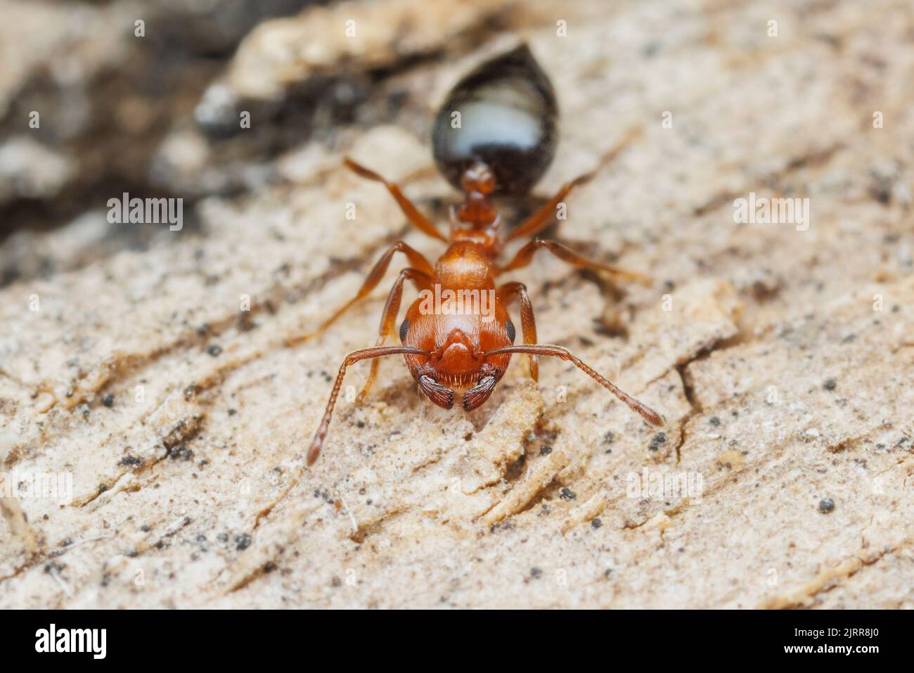 American acrobat hi-res stock photography and images - Alamy