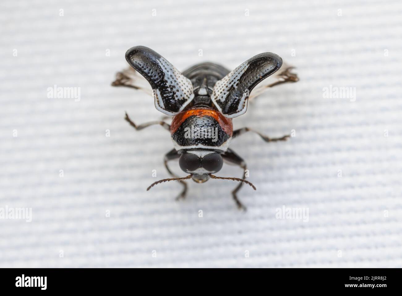 A Case-bearing Leaf Beetle (Griburius montezuma) spreads its wings in ...