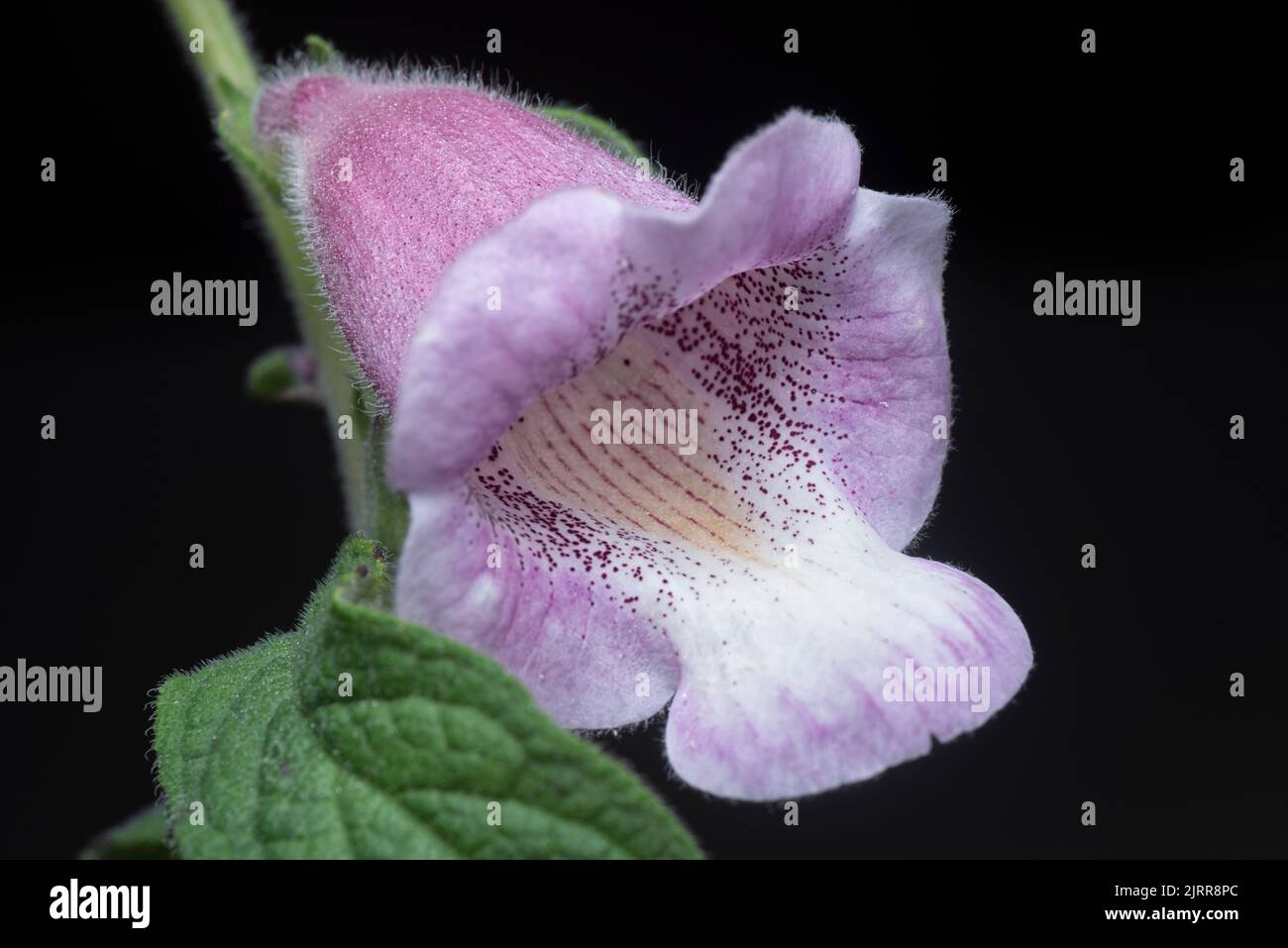 close shot of the sesamum radiatum flower Stock Photo - Alamy