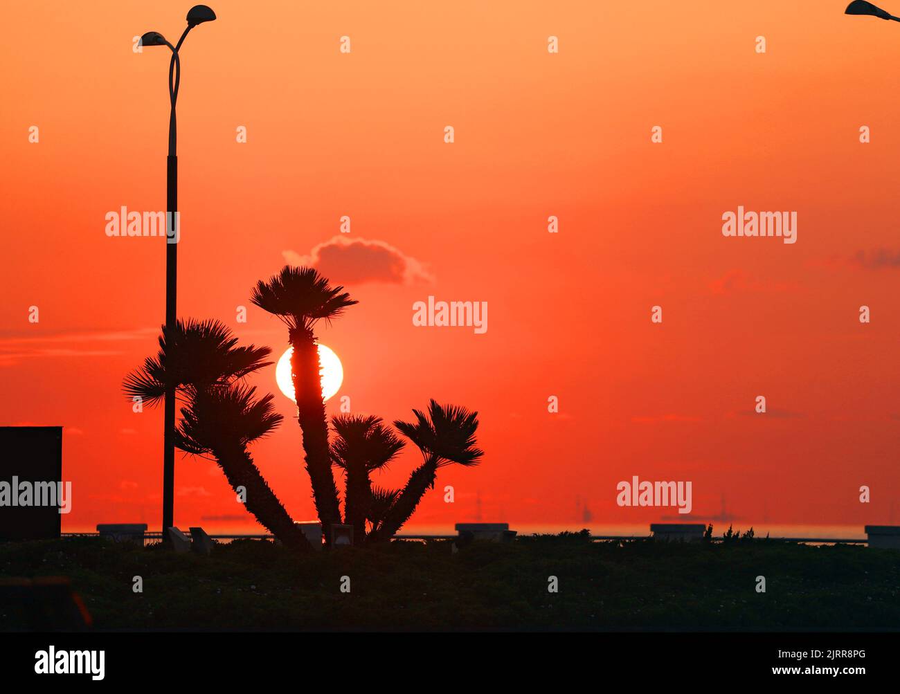 Beautiful palm trees on the boulevard at sunrise. Baku. Azerbaijan ...
