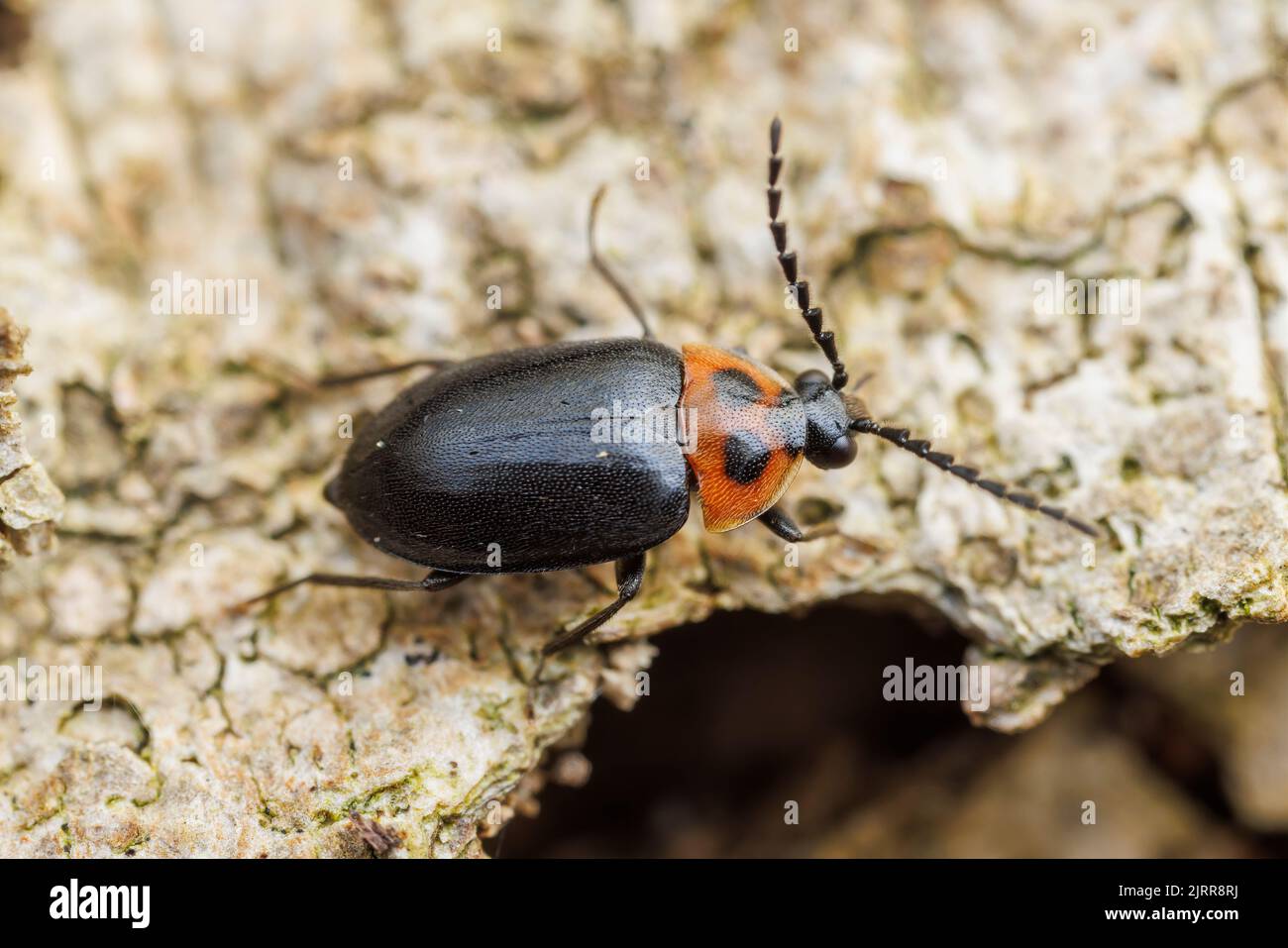 Marsh beetles hi-res stock photography and images - Alamy