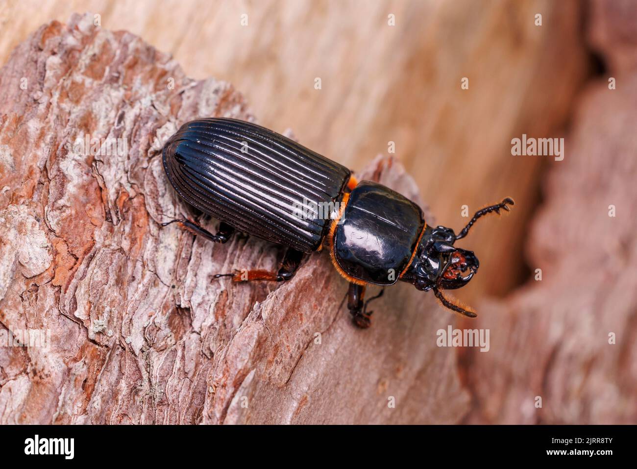 Passalus hi-res stock photography and images - Alamy