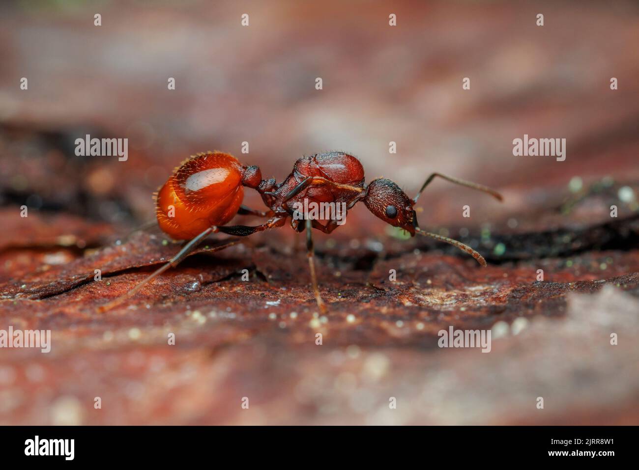 A Spine-waisted Ant (Aphaenogaster lamellidens) dealate queen has shred ...