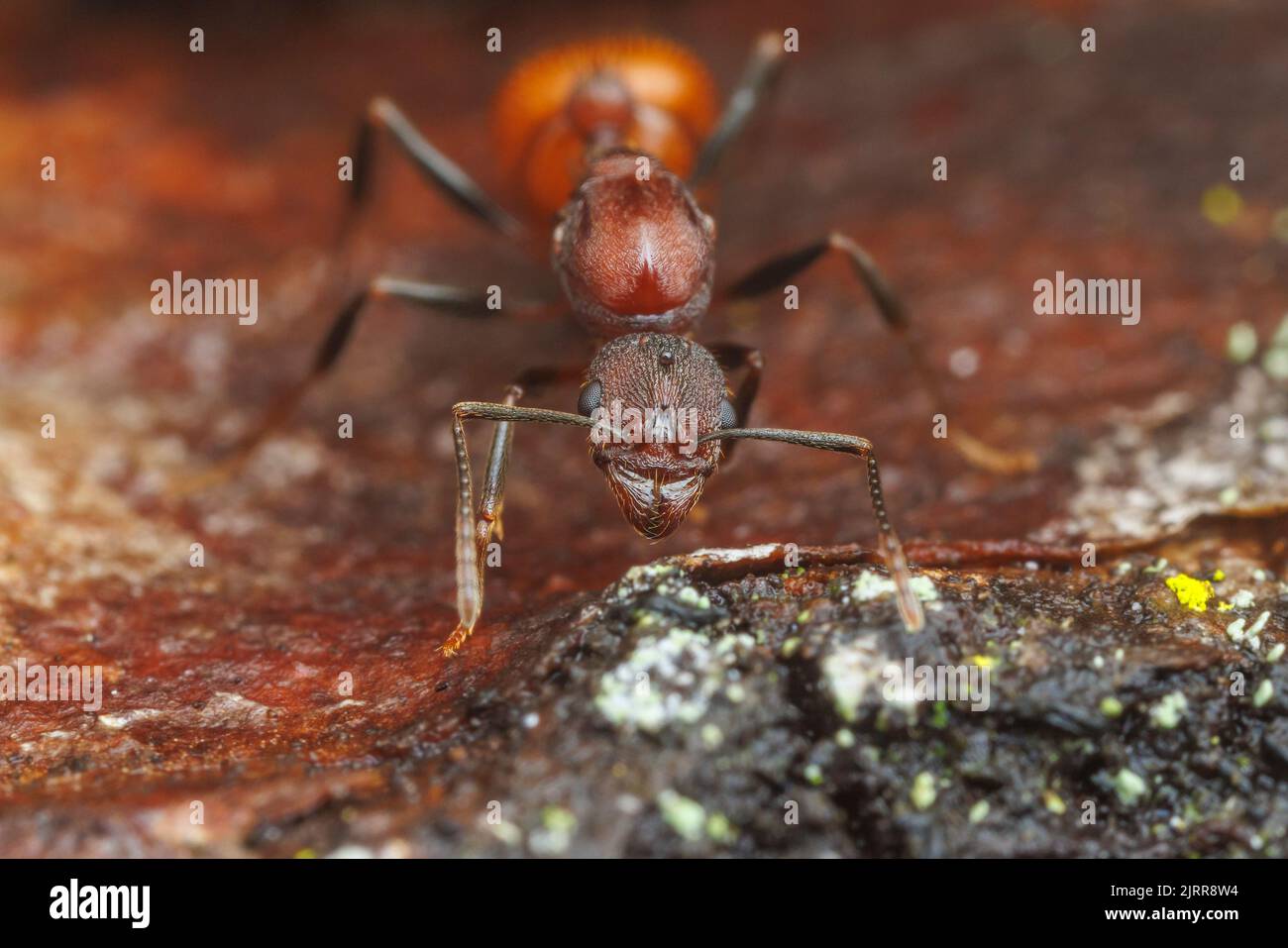A Spine-waisted Ant (Aphaenogaster lamellidens) dealate queen has shred ...