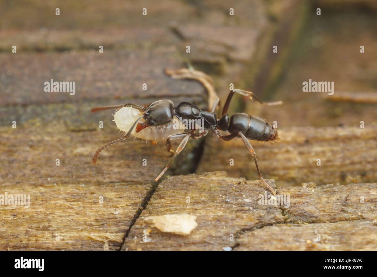 An Asian Needle Ant (Brachyponera chinensis) worker moves a larva from ...