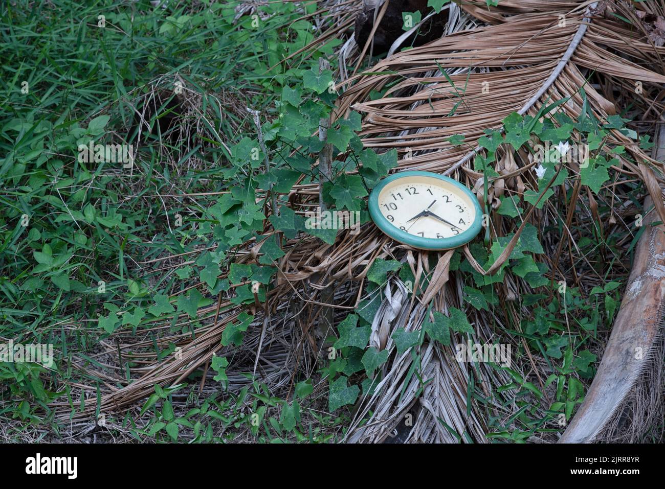 spoiled analog round clock thrown in the bush Stock Photo - Alamy
