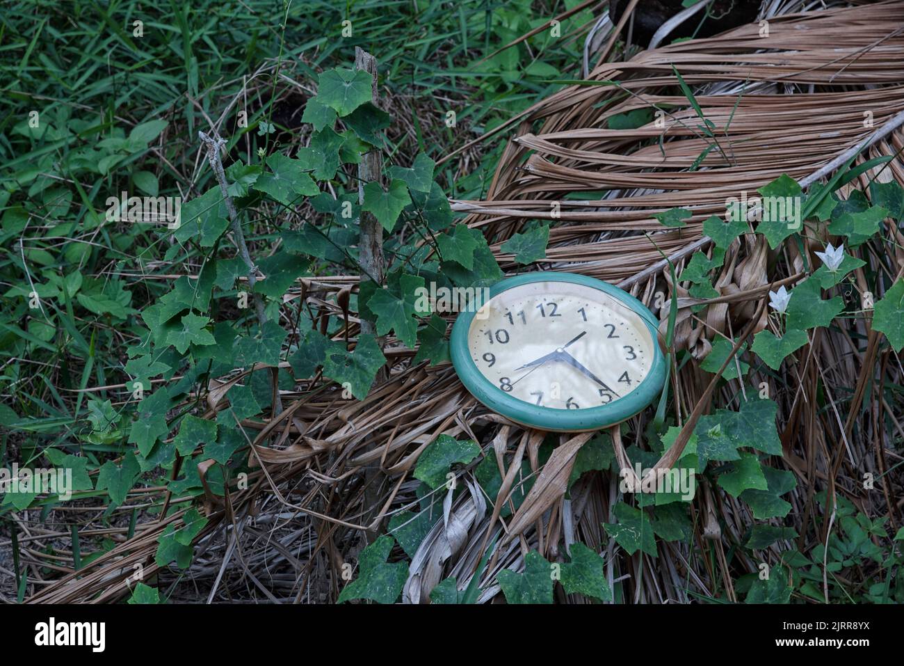 spoiled analog round clock thrown in the bush Stock Photo - Alamy