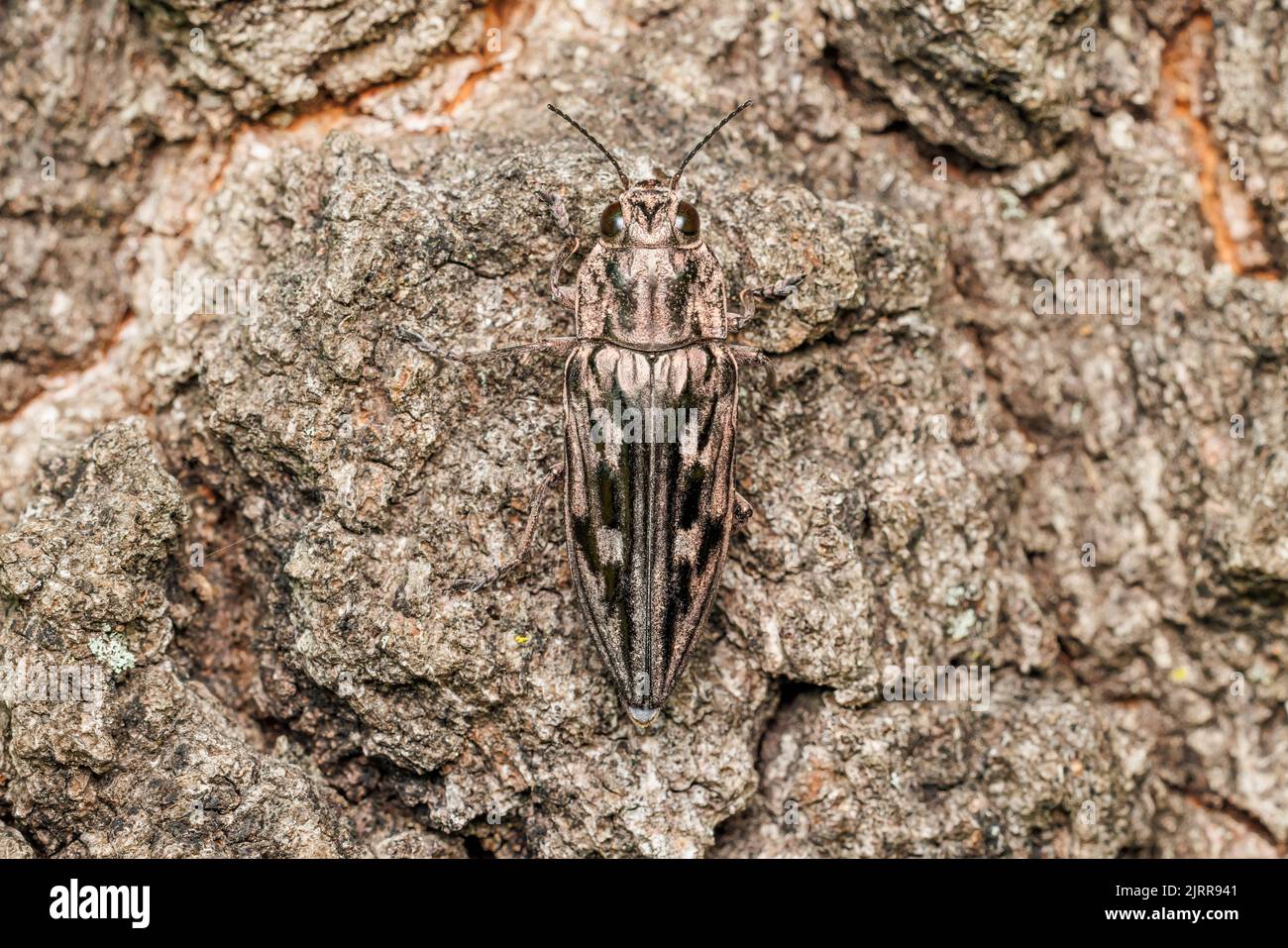 Sculptured Pine Borer (Chalcophora virginiensis Stock Photo - Alamy
