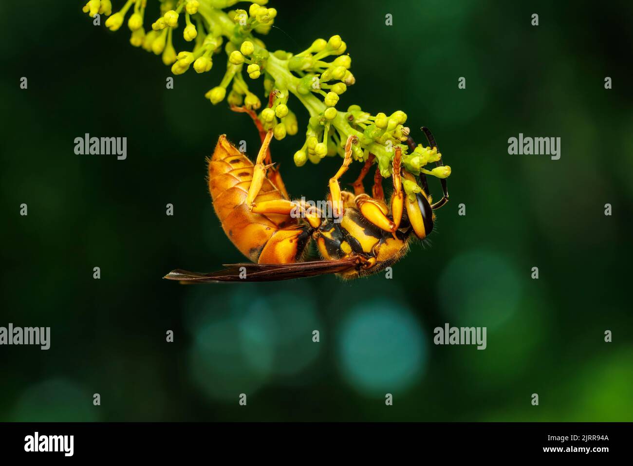 A Southern Yellowjacket (Vespula squamosa) collects nectar from a ...