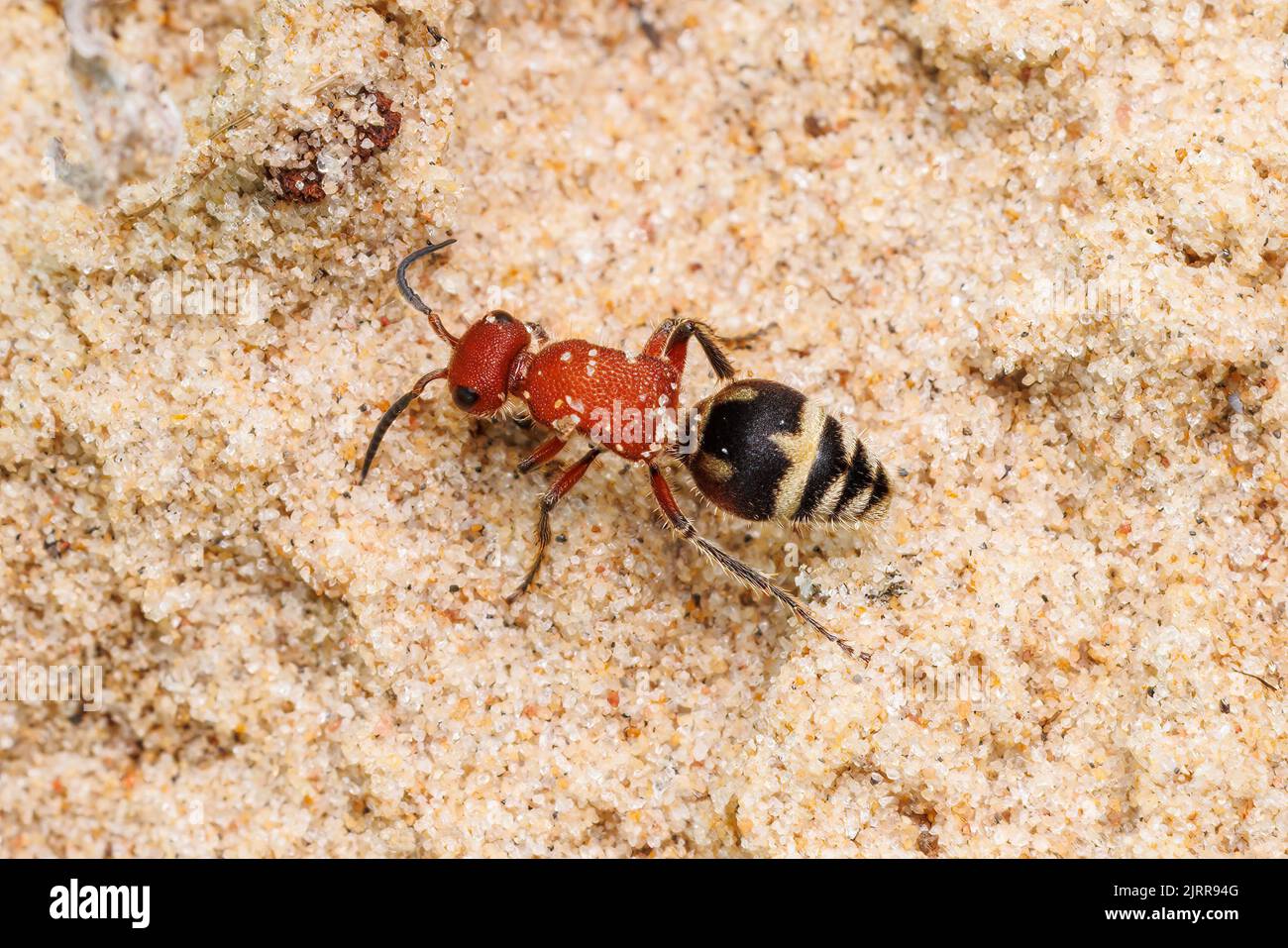 Velvet ant nature close hi-res stock photography and images - Alamy