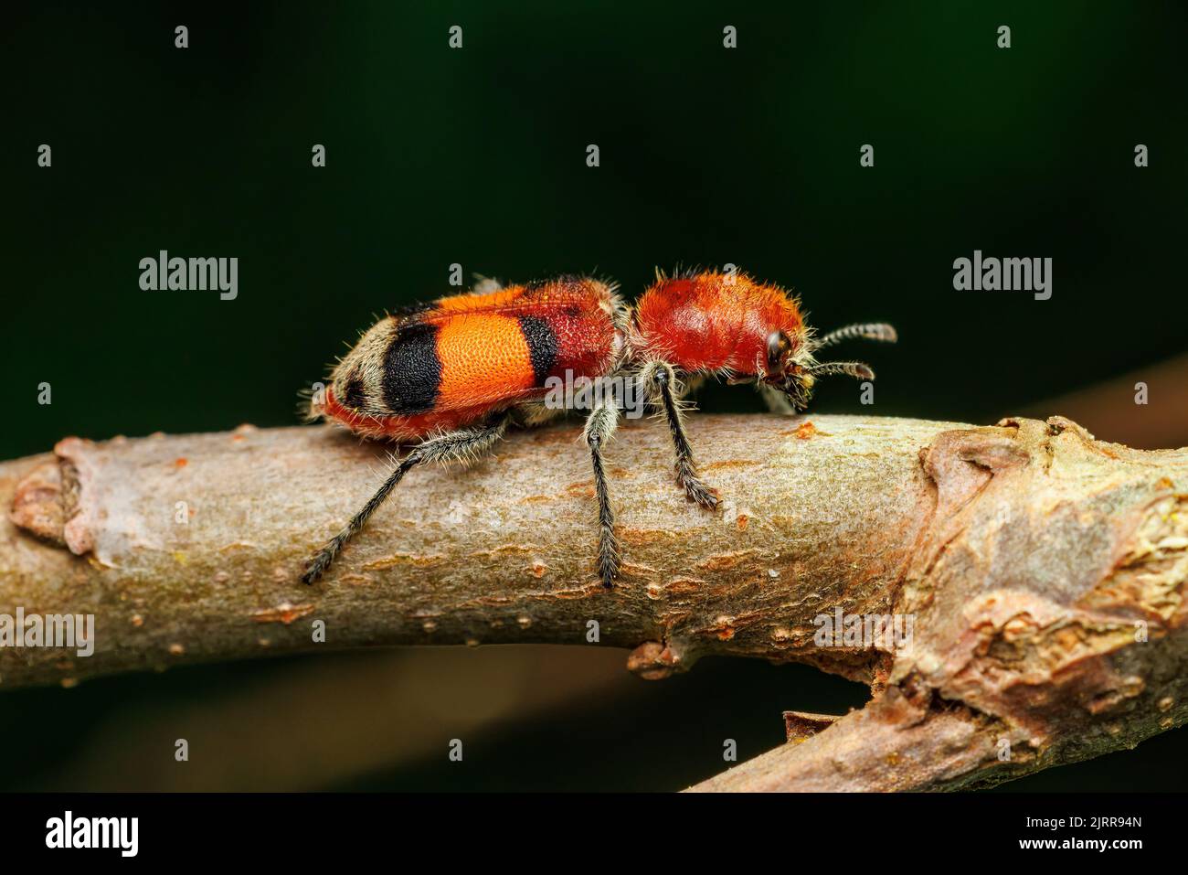Orange-banded Checkered Beetle (Enoclerus ichneumoneus Stock Photo - Alamy