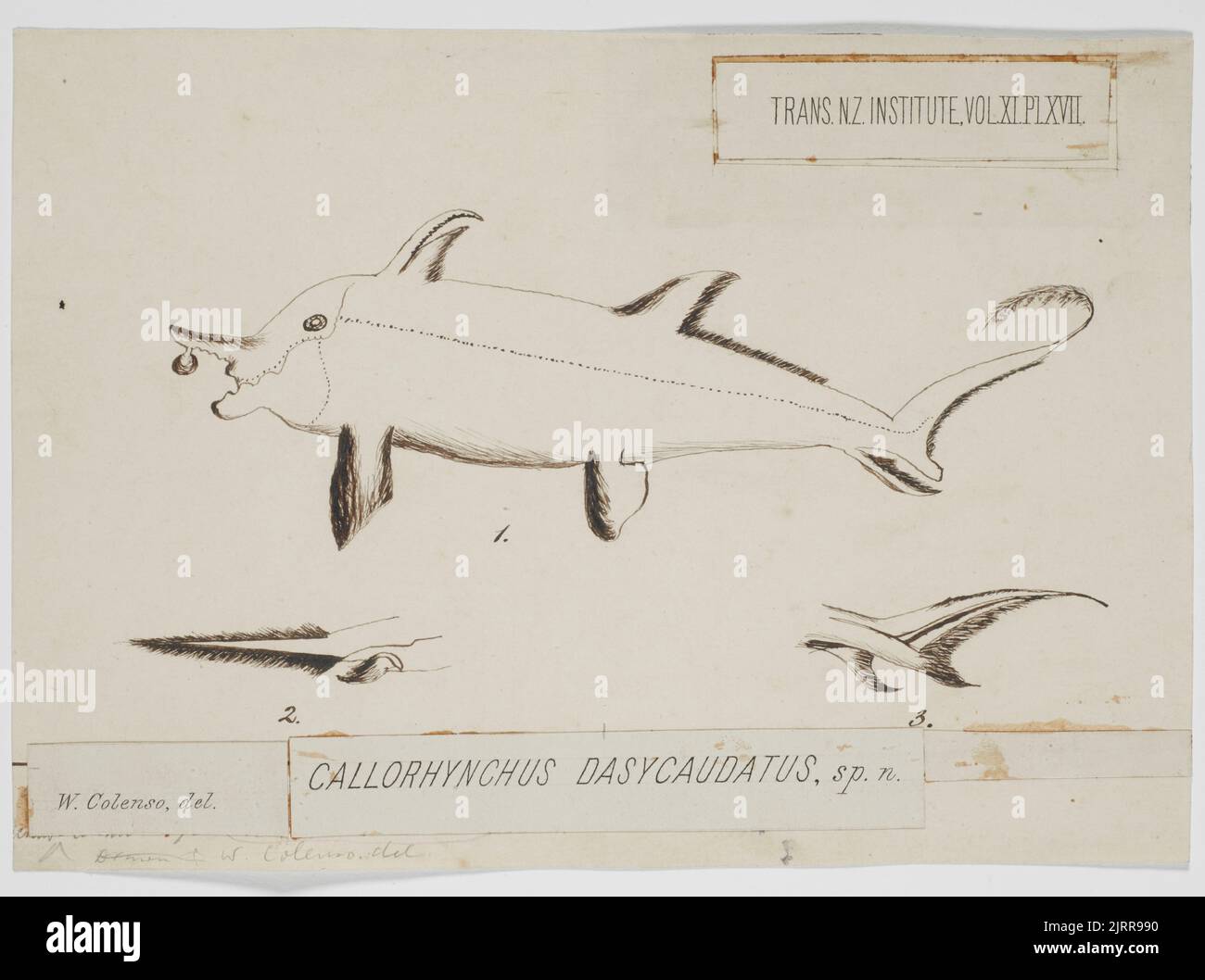 Callorhynchus dasycaudatus, 1878, by Reverend William Colenso Stock ...