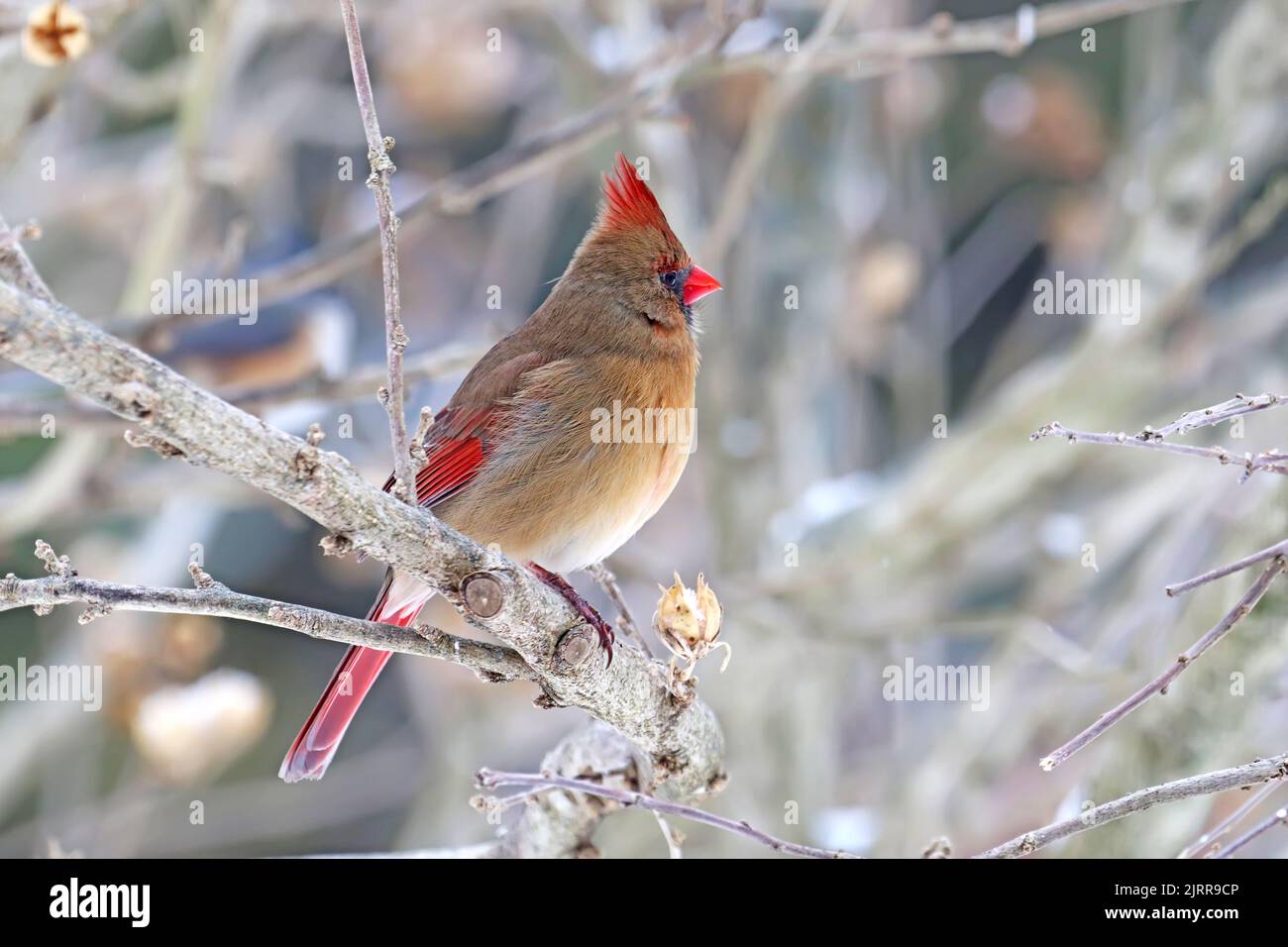 Female adult cardinal hi-res stock photography and images - Alamy