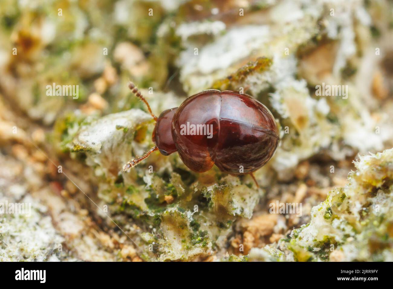 A Round Fungus Beetle (Agathidium sp.) forages for slime molds on the ...
