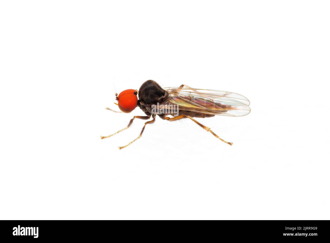 Bug dance hi-res stock photography and images - Alamy