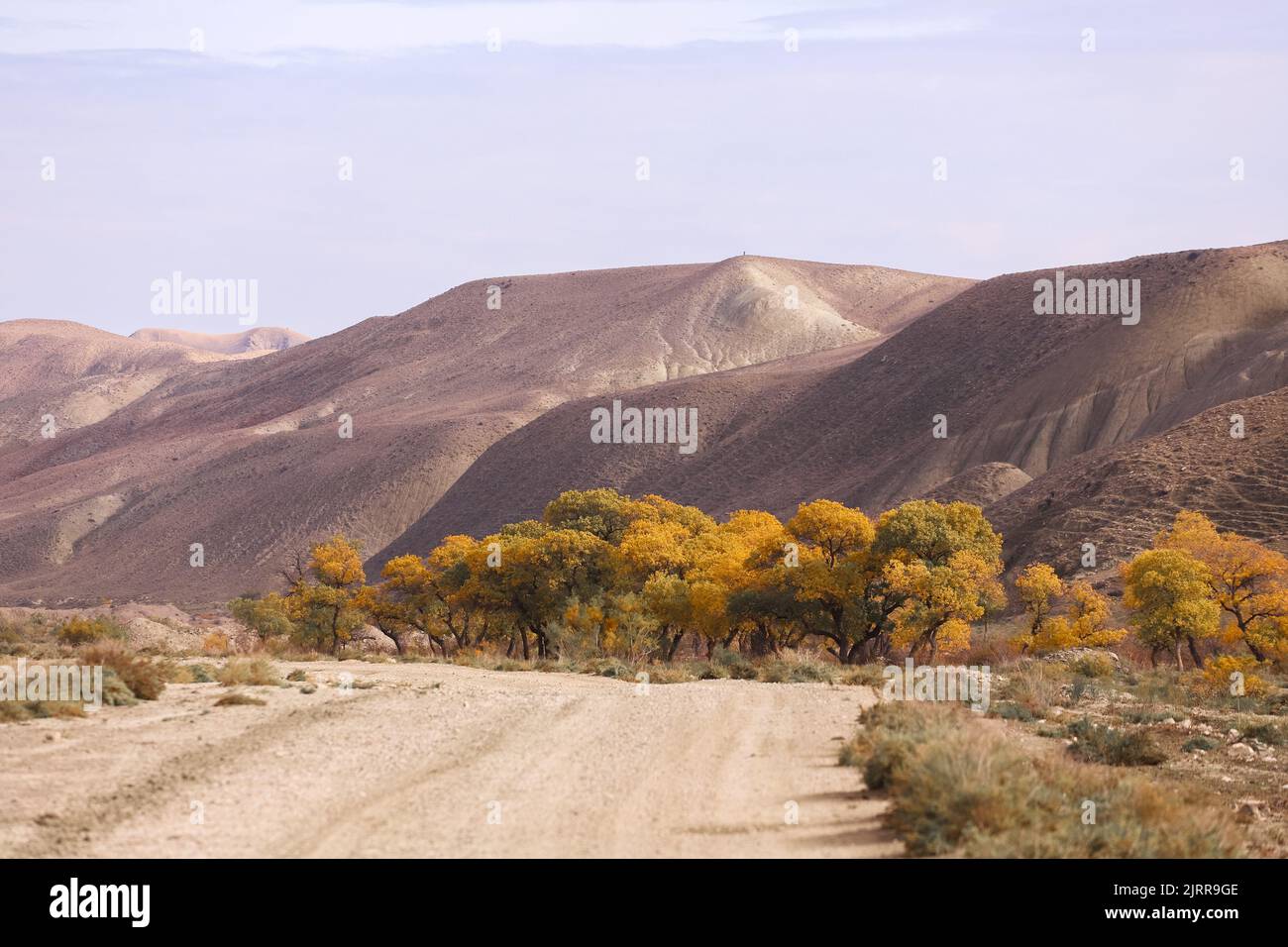 Beautiful yellow trees by the river. Khizi region. Azerbaijan Stock ...