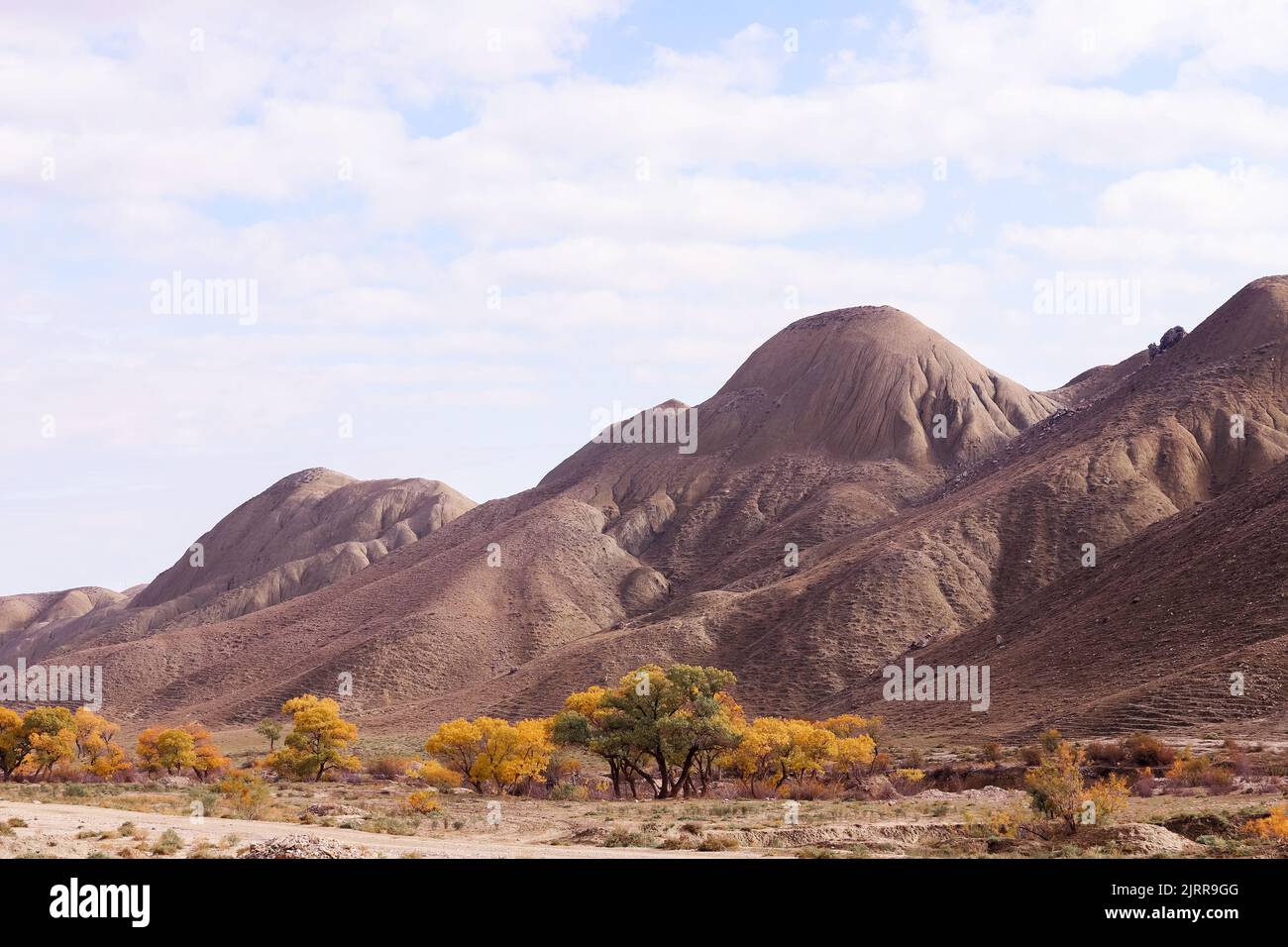 Beautiful yellow trees by the river. Khizi region. Azerbaijan Stock ...
