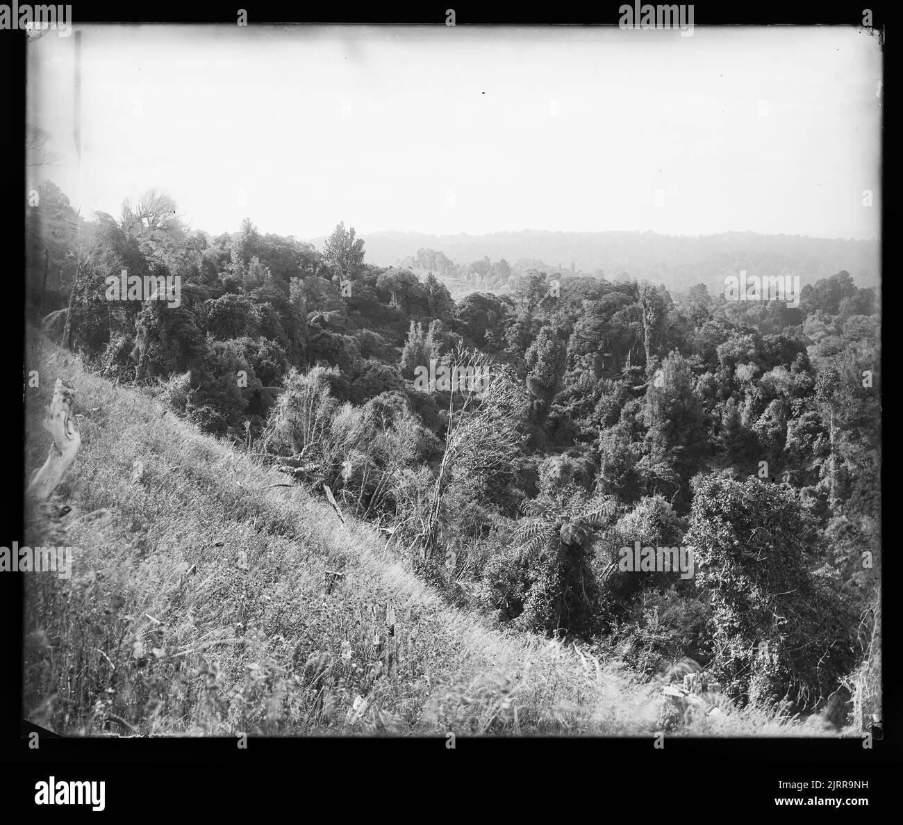 Bush scene, circa 1875, Wairarapa, by James Bragge Stock Photo - Alamy