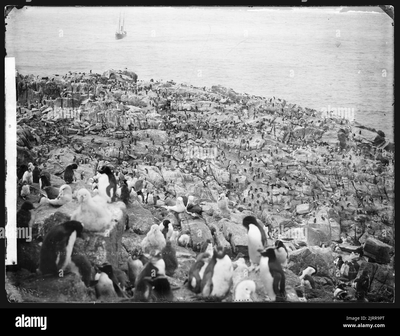 Mollyhawks and penguins, Bounty Island, circa 1888, Bounty Islands, by ...