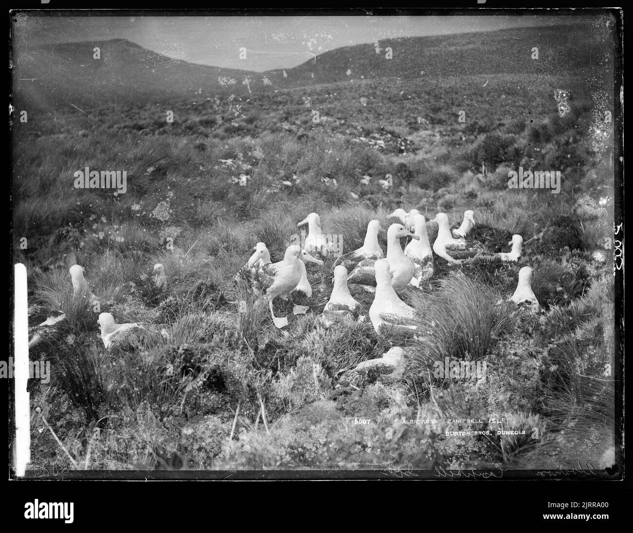 Albatross, Campbell Island, circa 1888, Campbell Island, by William ...