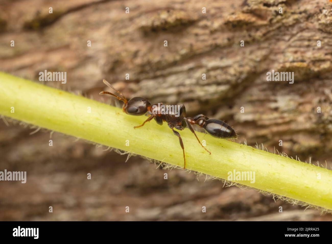 Twig Ant (Pseudomyrmex ejectus Stock Photo - Alamy
