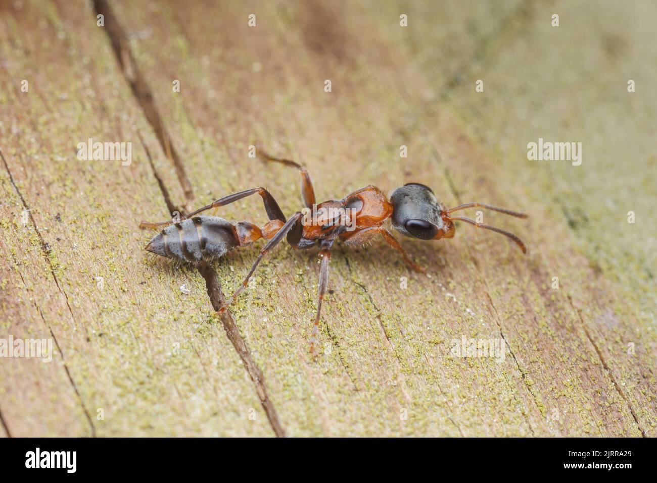 Slender ants hi-res stock photography and images - Alamy