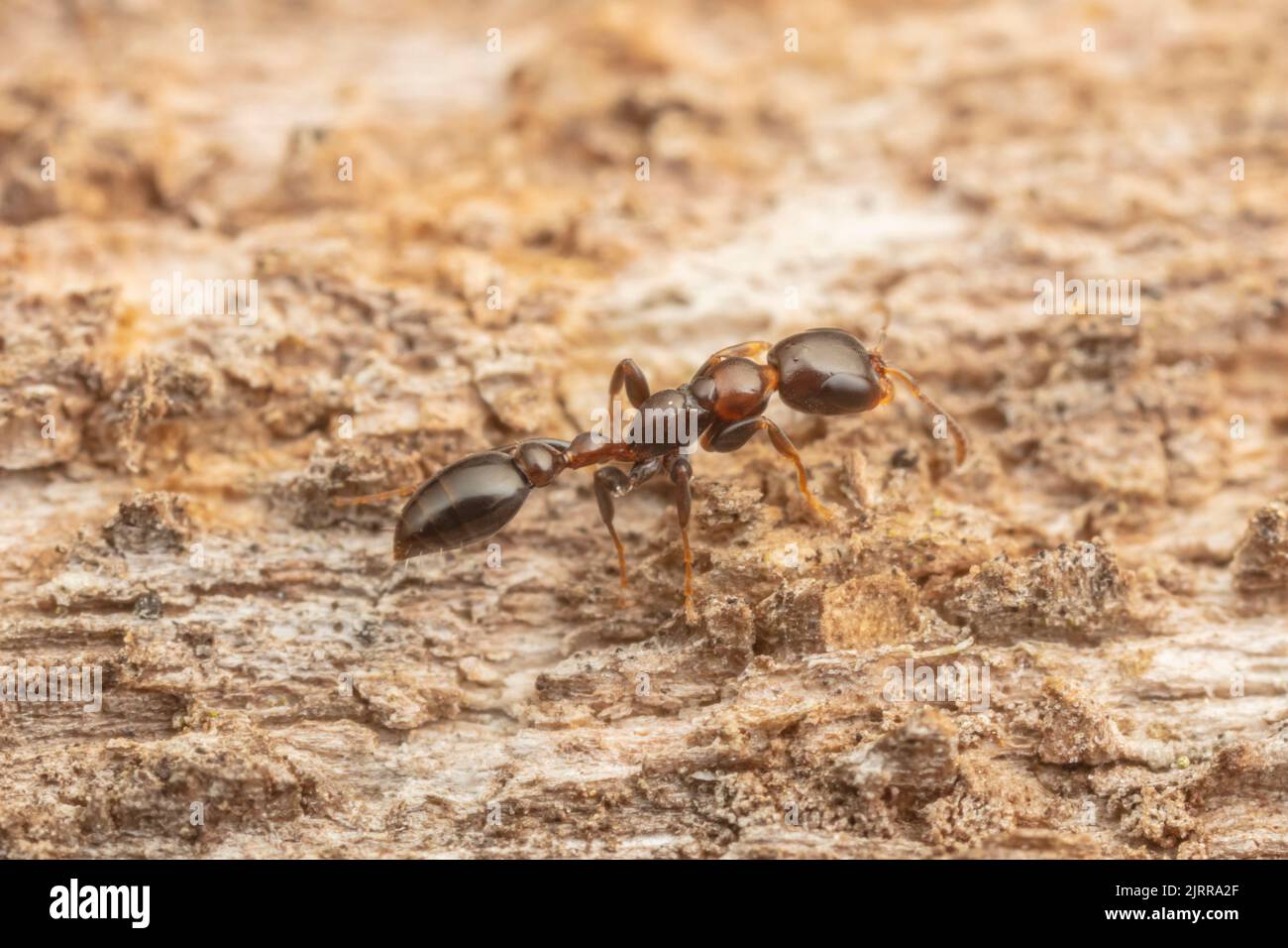 Twig Ant (Pseudomyrmex ejectus Stock Photo - Alamy