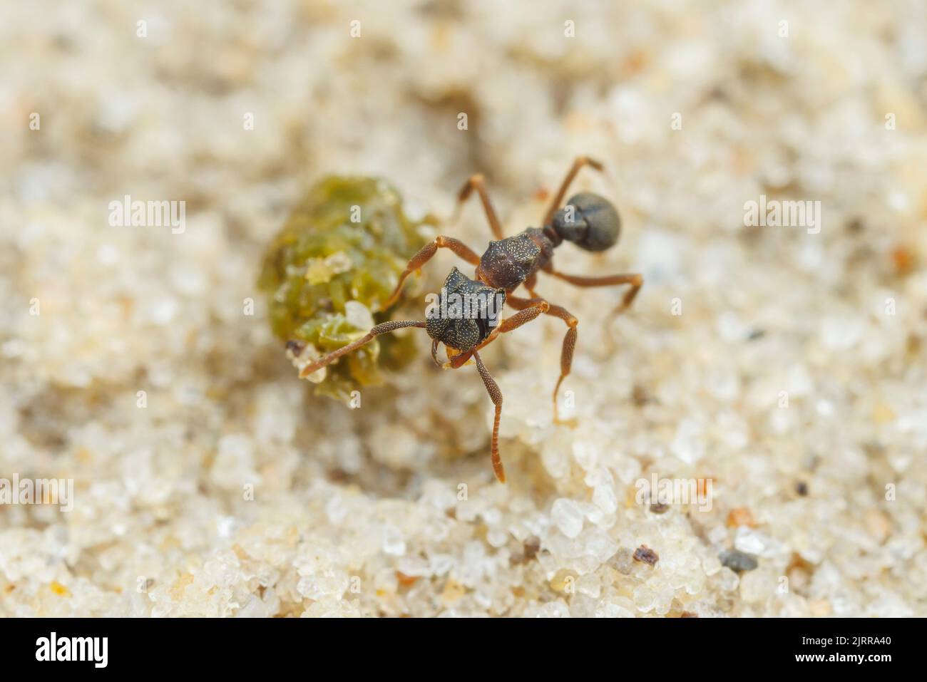 Growing animals hi-res stock photography and images - Alamy