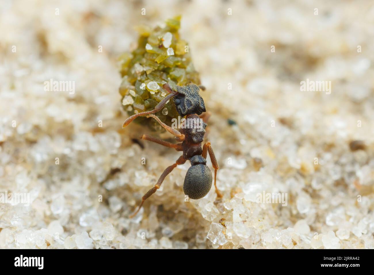 Growing up with animals hi-res stock photography and images - Alamy