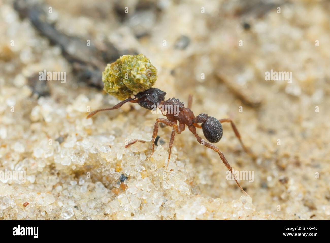 Growing up with animals hi-res stock photography and images - Alamy