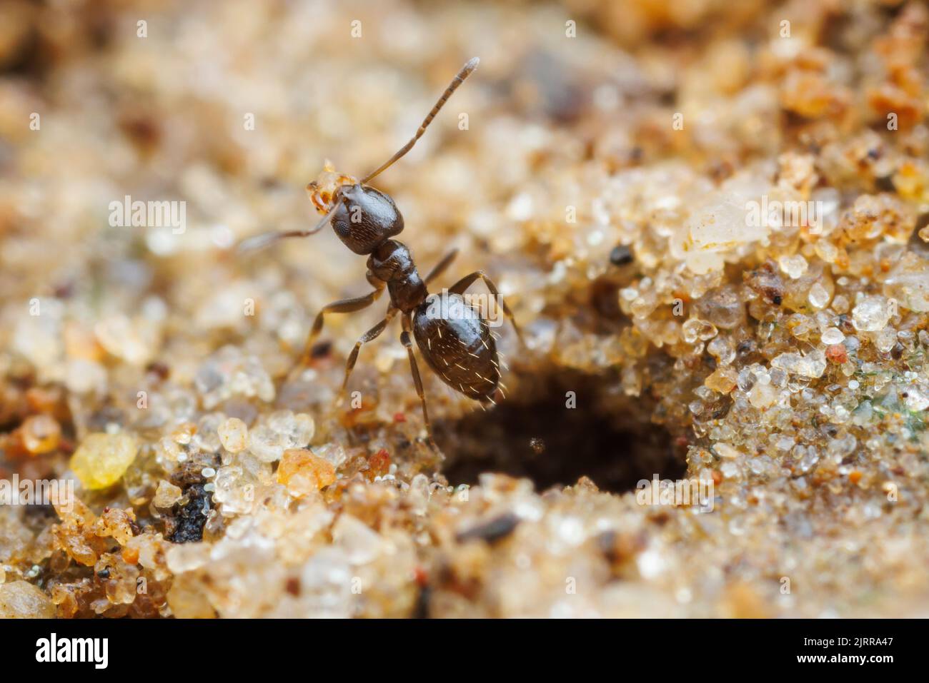 A Dark Rover Ant (Brachymyrmex patagonicus) worker clears debris from ...