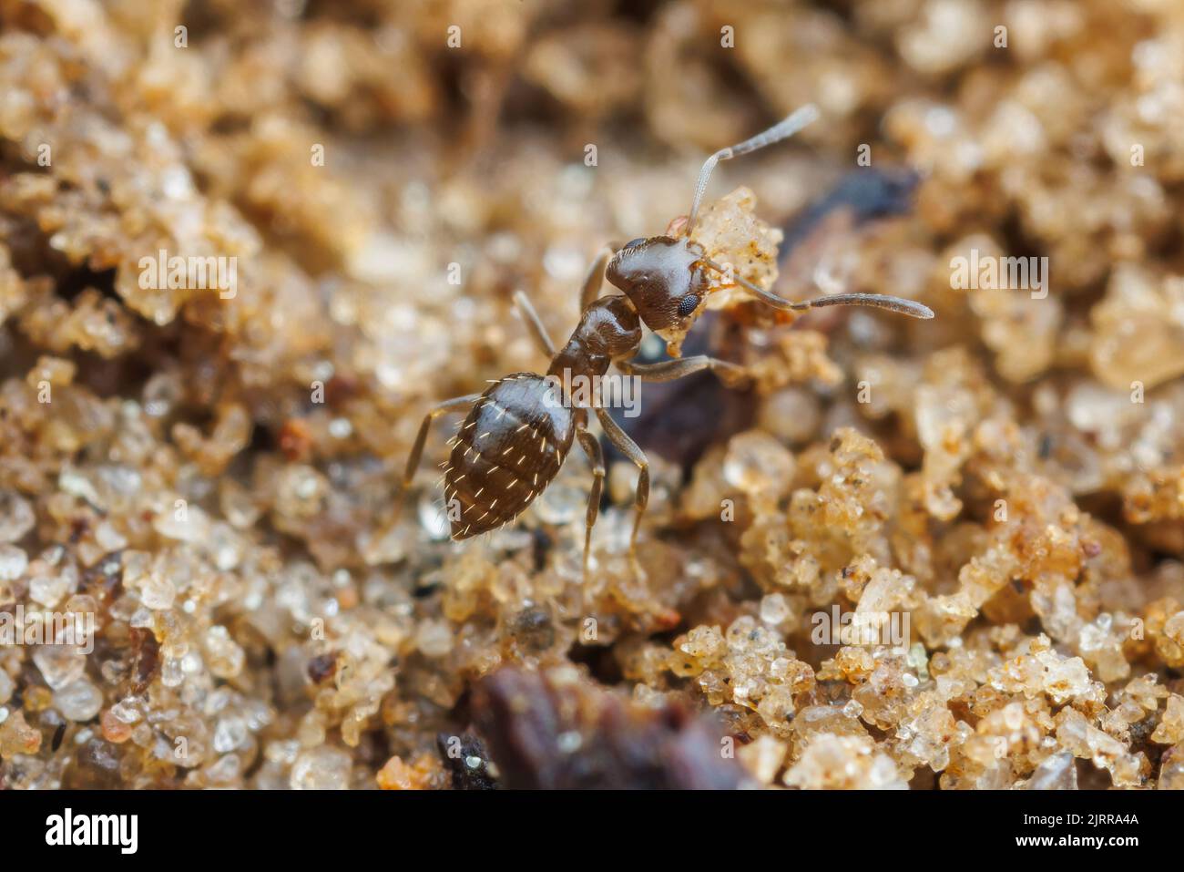 Dark rover ant hi-res stock photography and images - Alamy