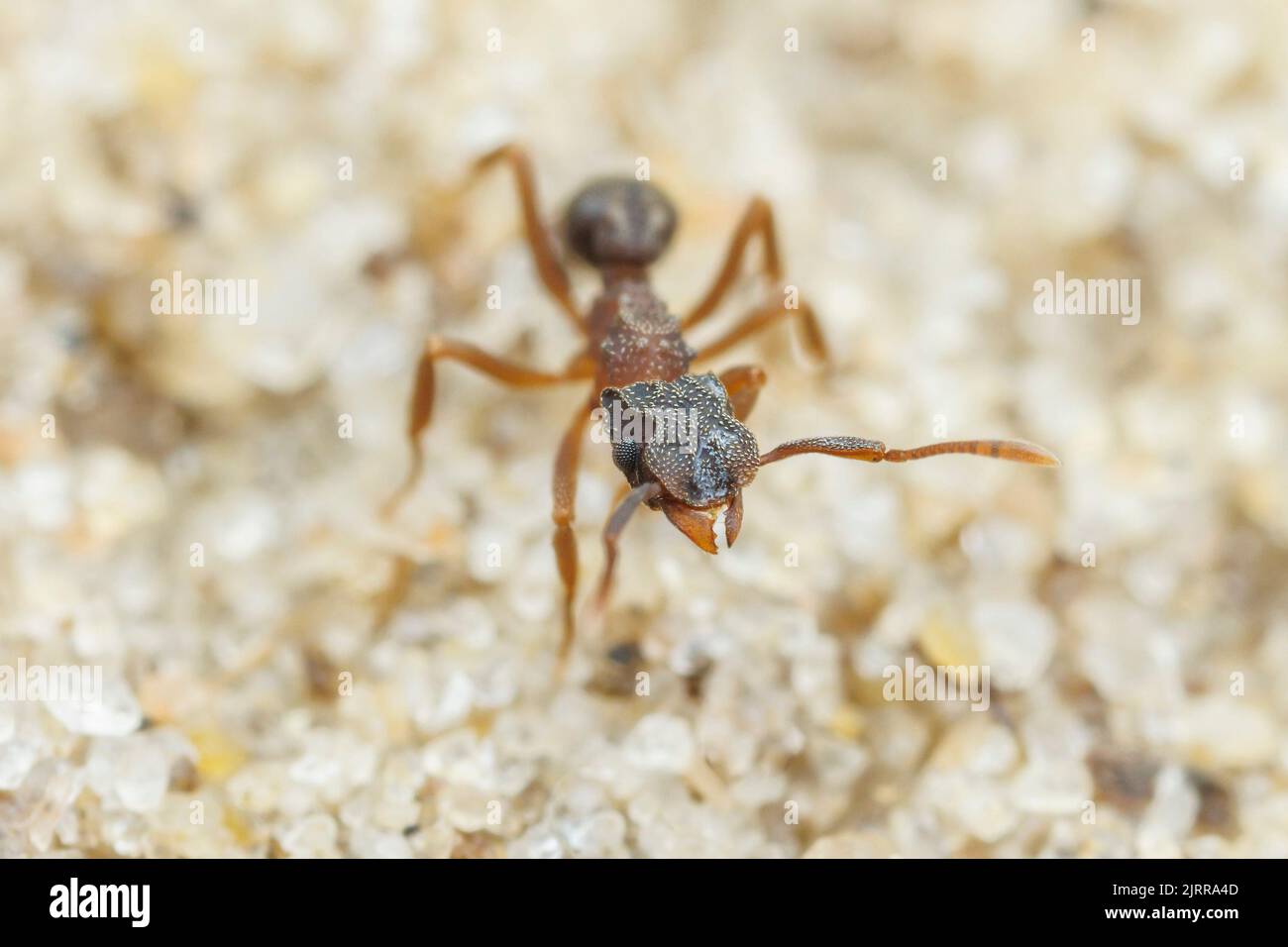 Growing animals hi-res stock photography and images - Alamy