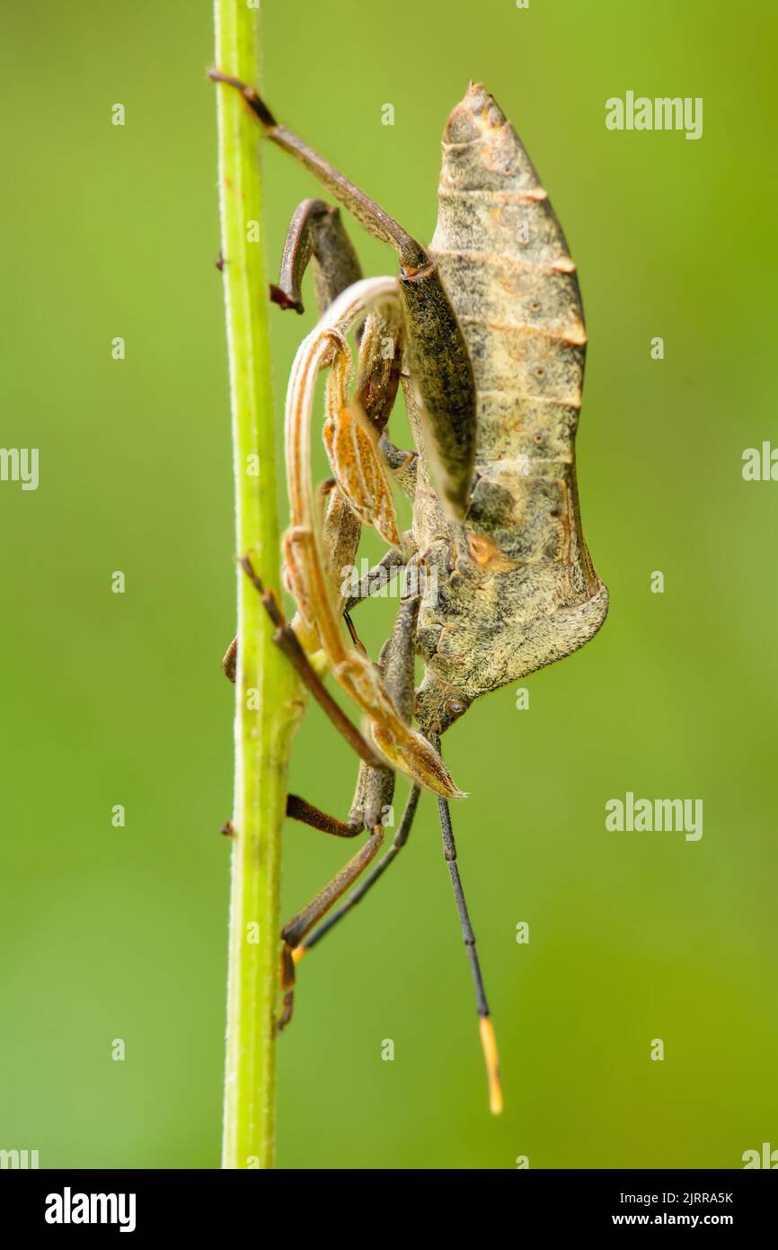 The cicada stains on trees in a nature background Stock Photo - Alamy