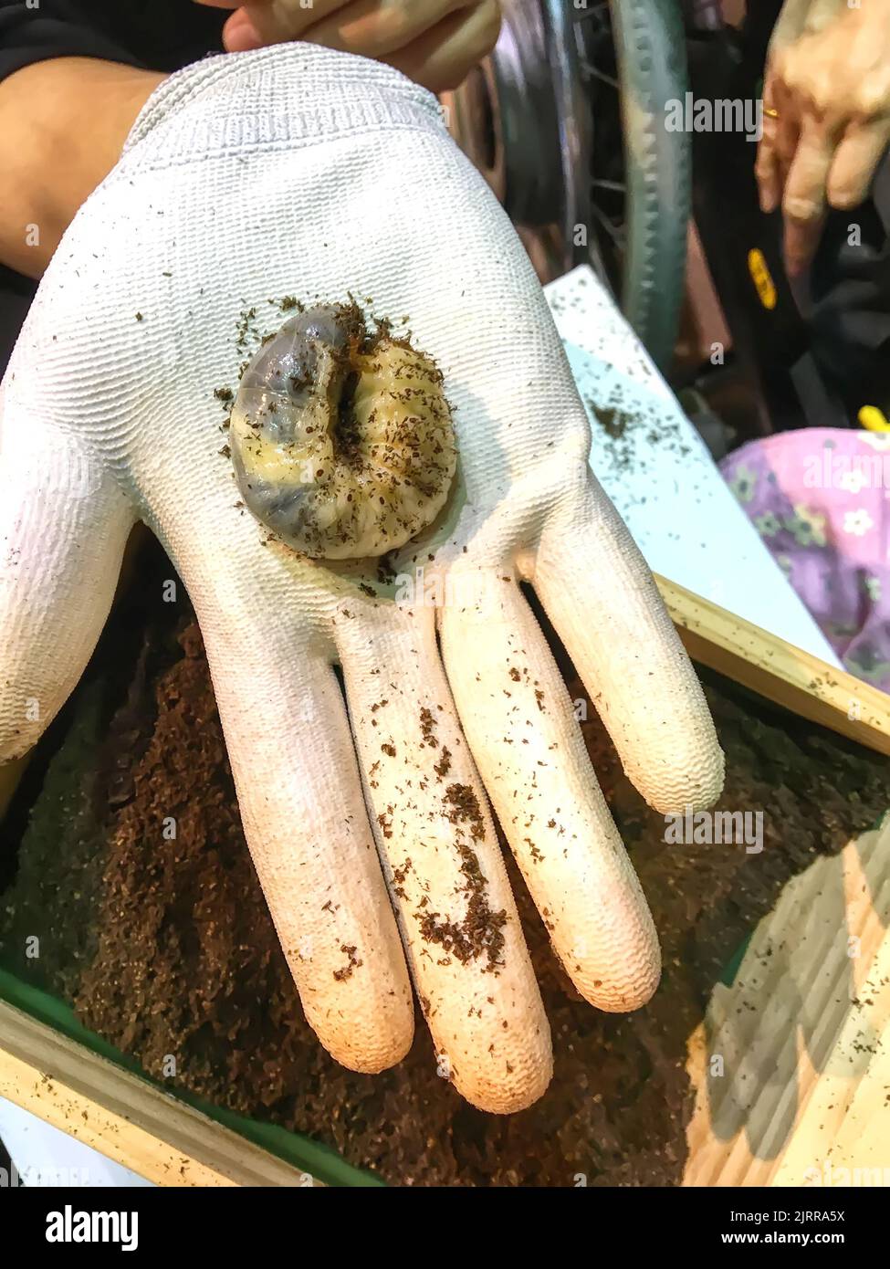 A chrysalis in the hand that is dug in the ground Stock Photo - Alamy
