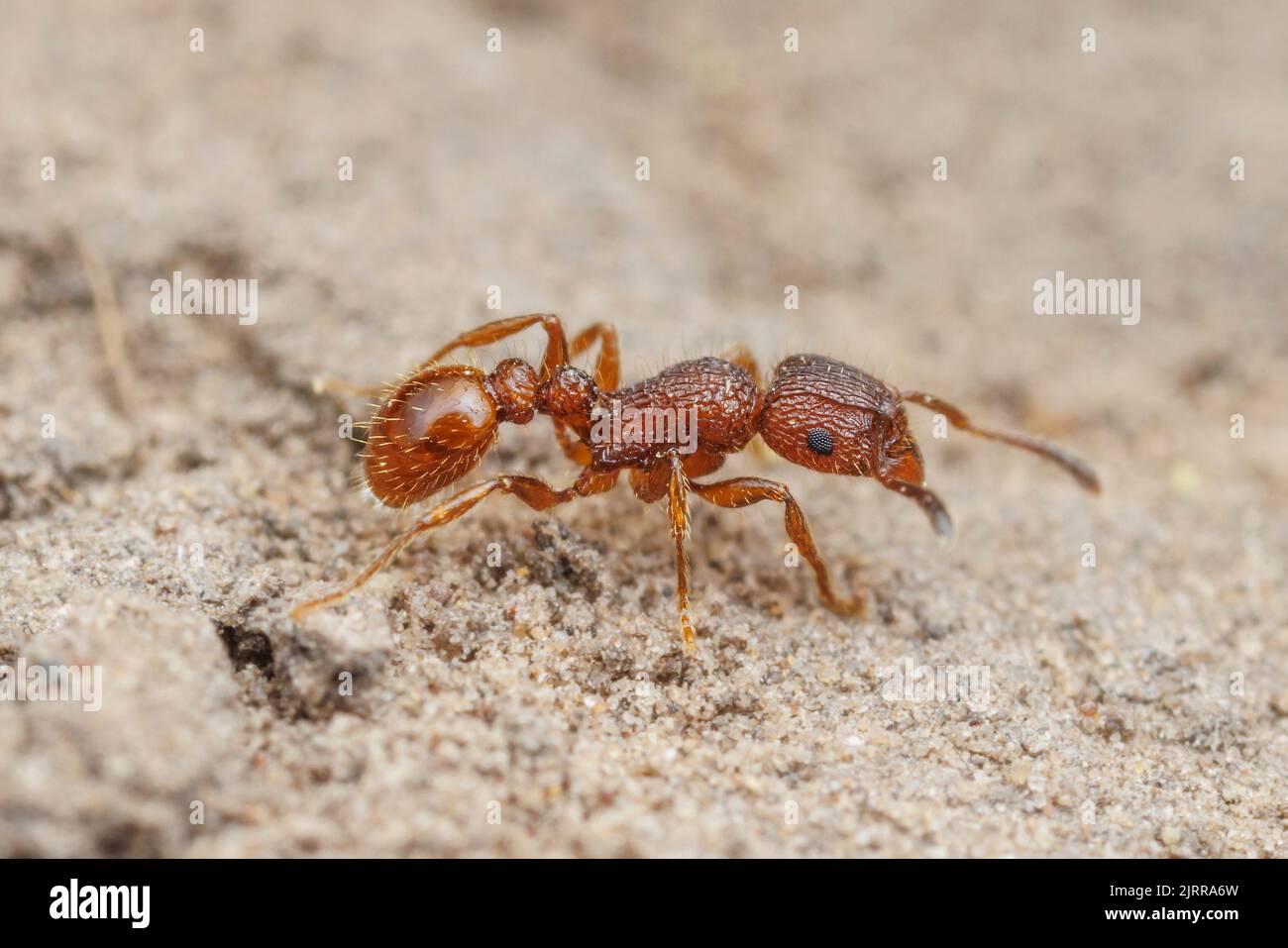 Pavement Ant