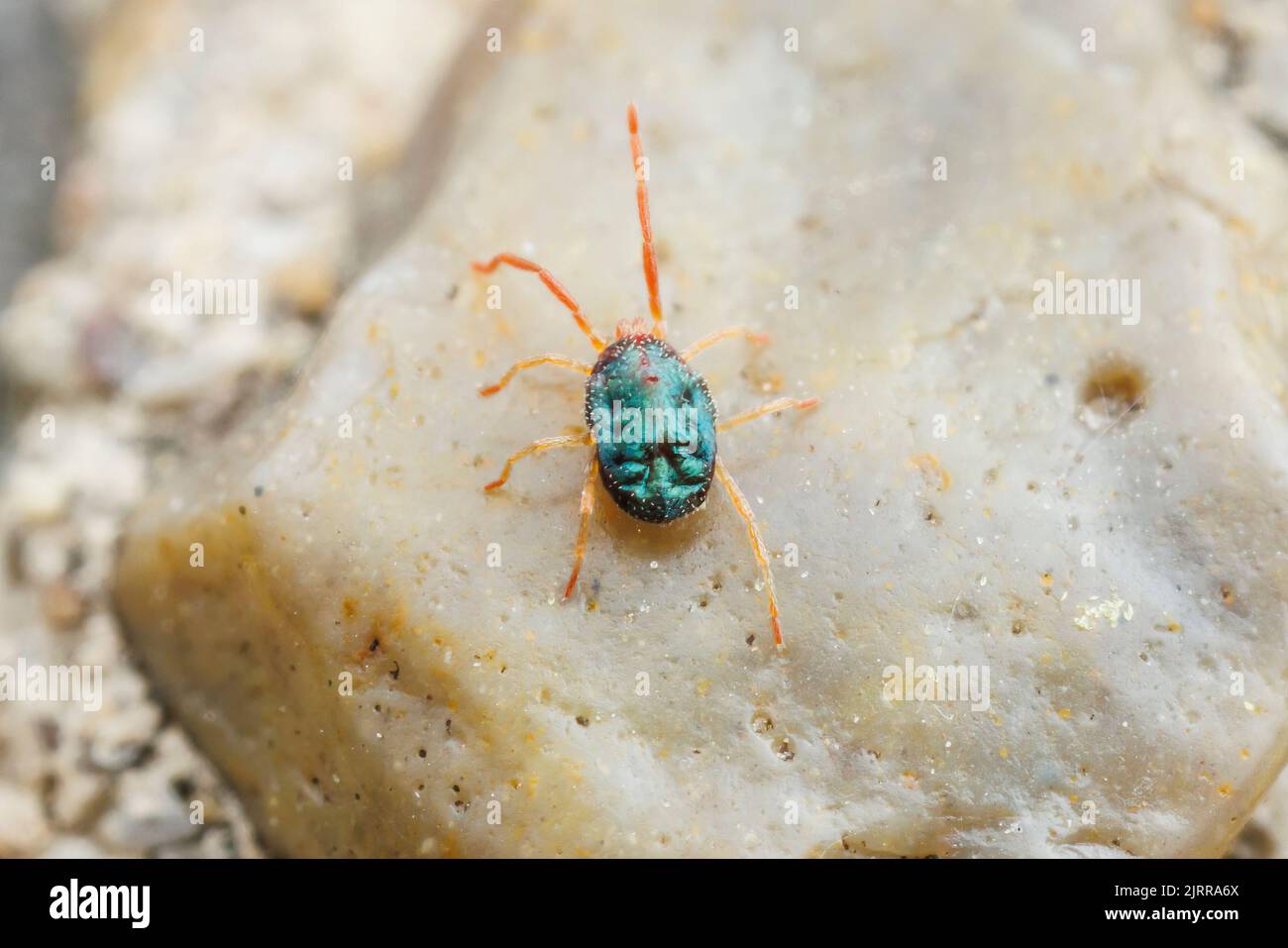 A Velvet Mite (Curteria sp.), with a brilliant metallic green body ...