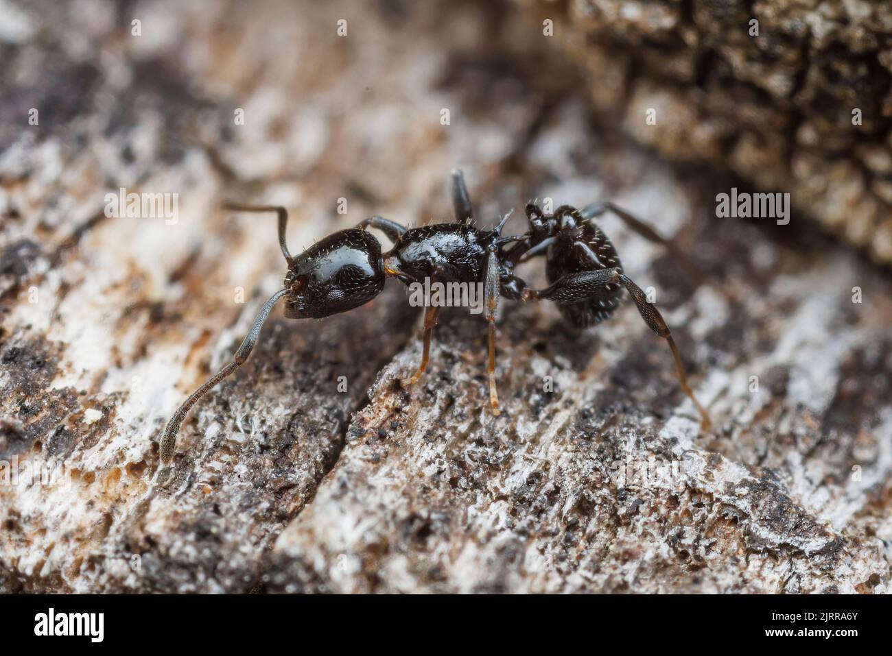 Acorn Ant (Temnothorax subditivus Stock Photo - Alamy