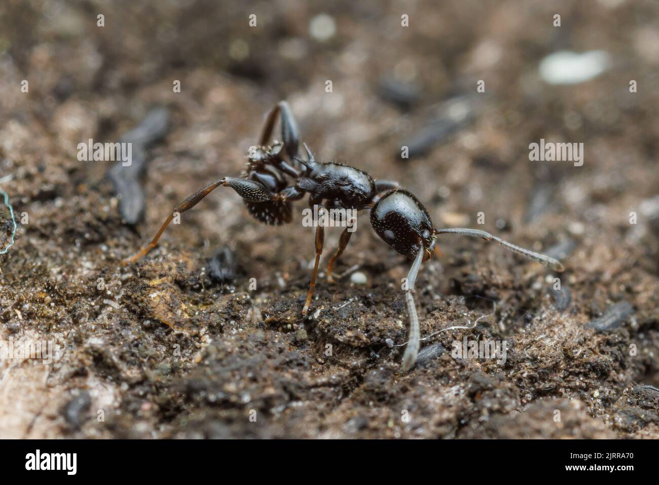 Acorn Ant (Temnothorax subditivus Stock Photo - Alamy
