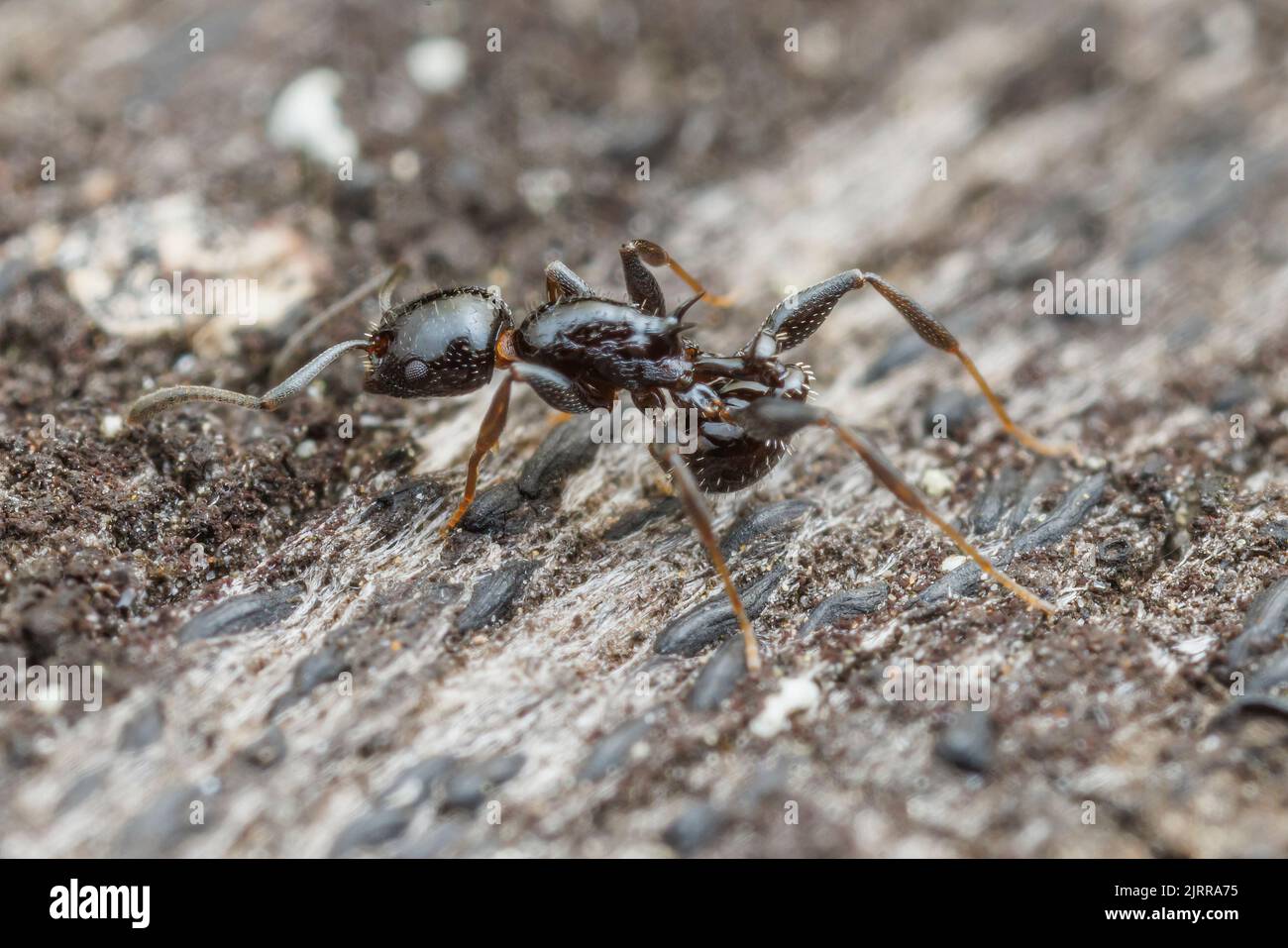 Acorn Ant (Temnothorax subditivus Stock Photo - Alamy