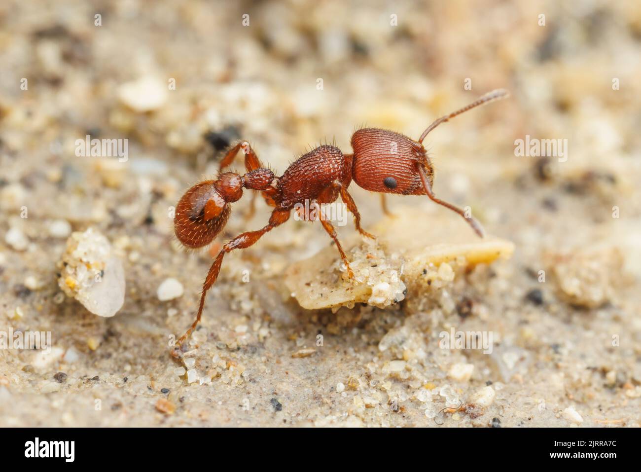 Pima group harvester ants hi-res stock photography and images - Alamy