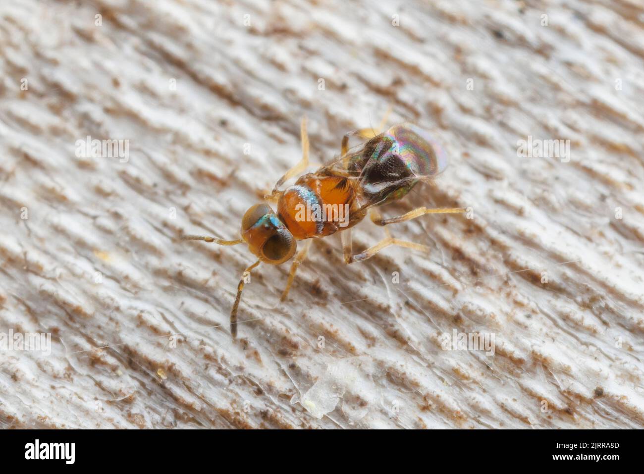 Encyrtid Wasp (Encyrtus sp Stock Photo - Alamy