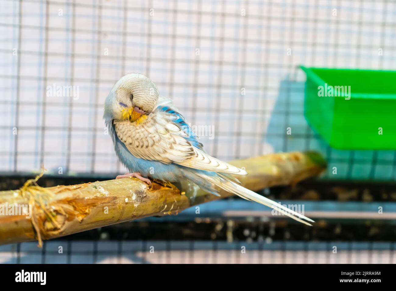 Baby budgie on a branch in the cage. Bird is a popular pet in Thailand ...