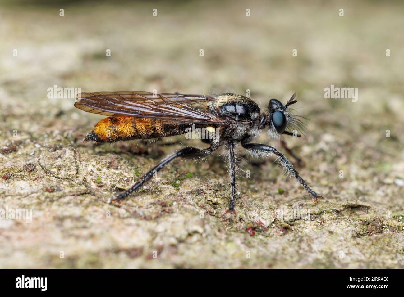 A female Robber Fly (Complex Laphria index) oviposits on the side of a ...