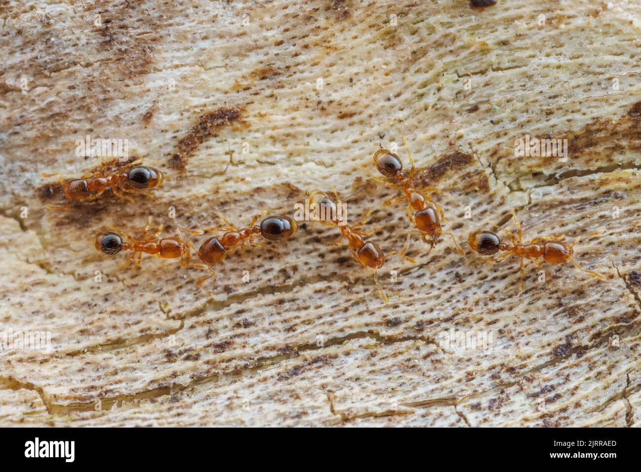 Thief Ants (Solenopsis molesta Stock Photo - Alamy