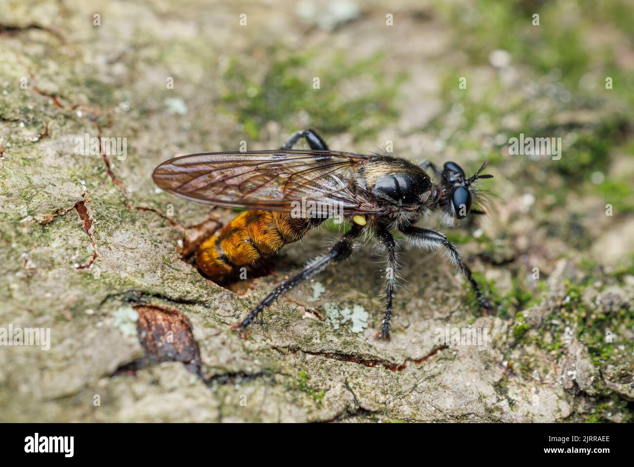 A female Robber Fly (Complex Laphria index) oviposits on the side of a ...